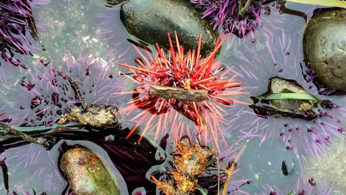 dirka dirka — from A Way with Words