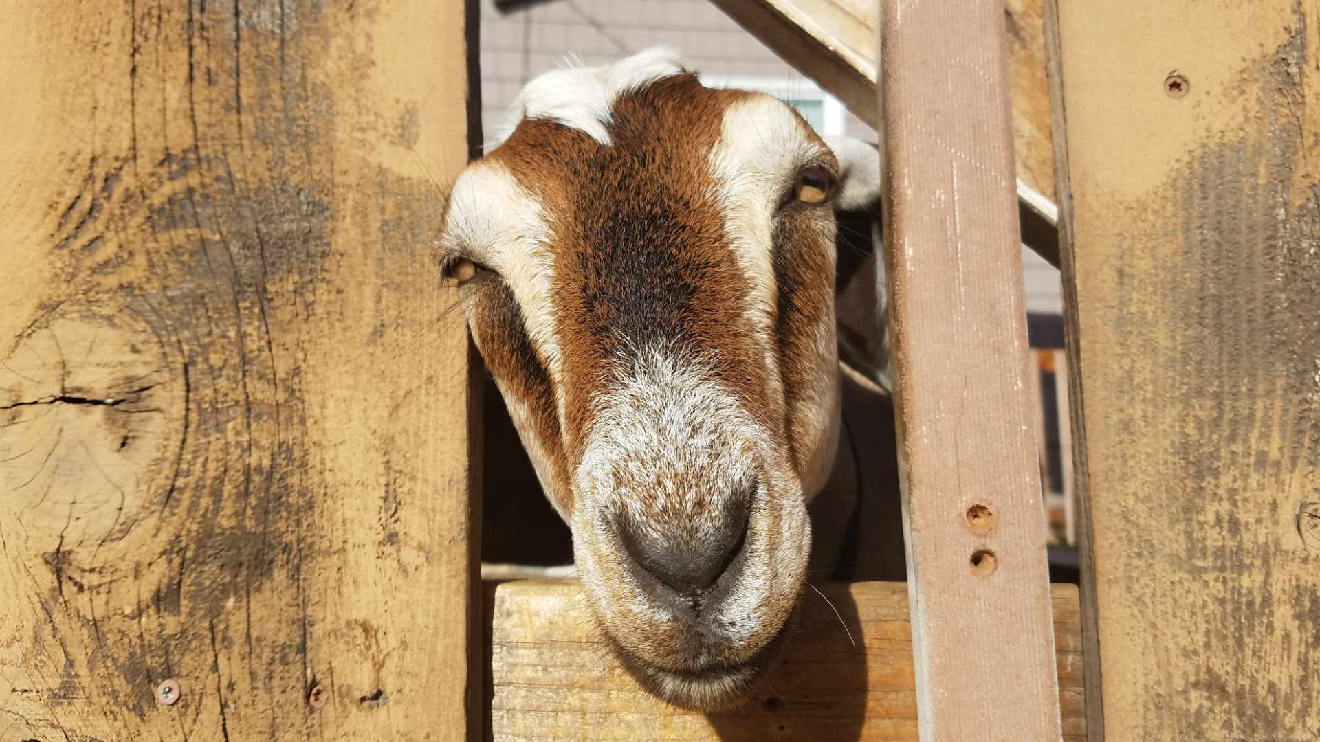 No Bones (episode #1669) — from A Way with Words